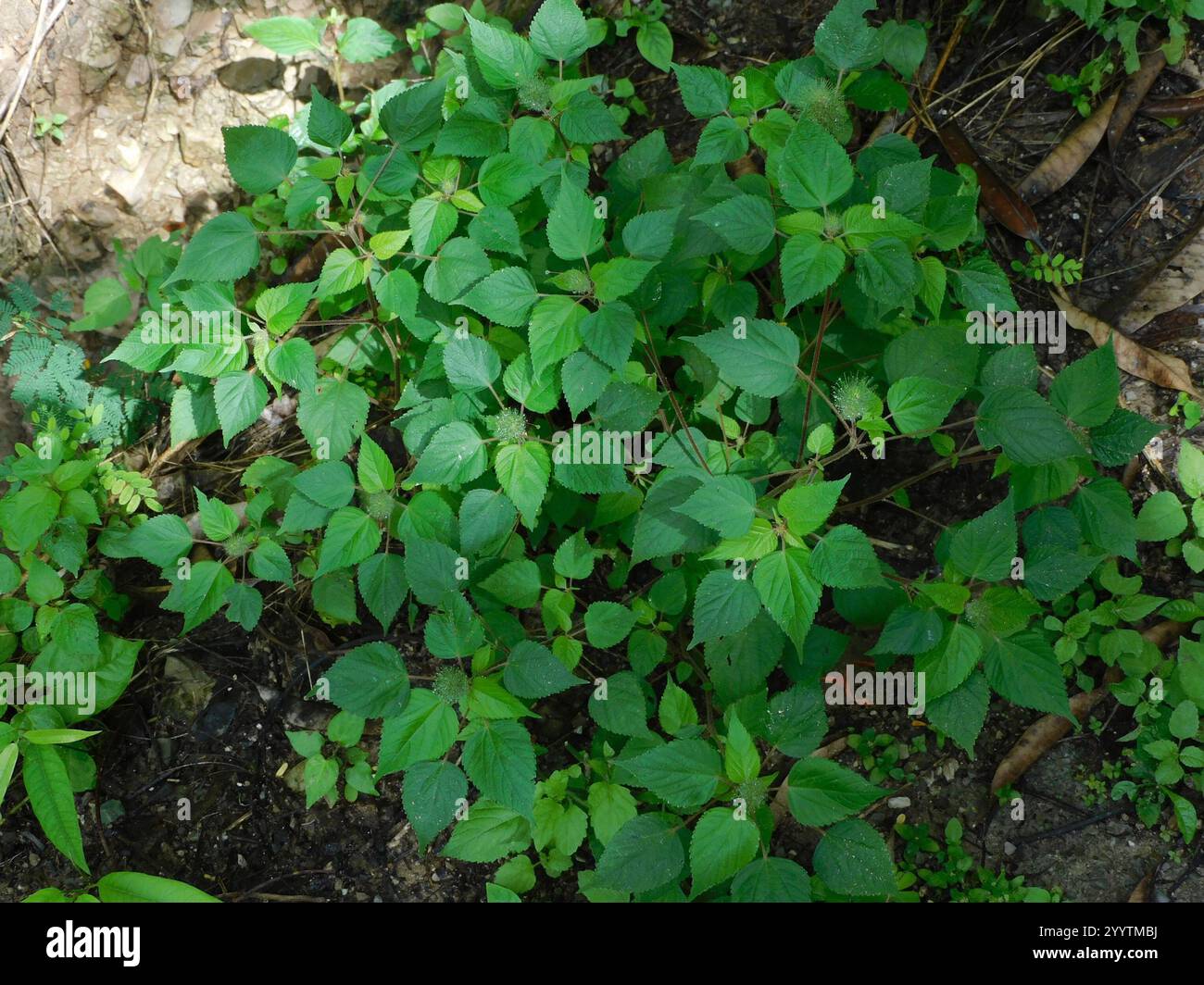 three-seeded mercuries (Acalypha Stock Photo - Alamy