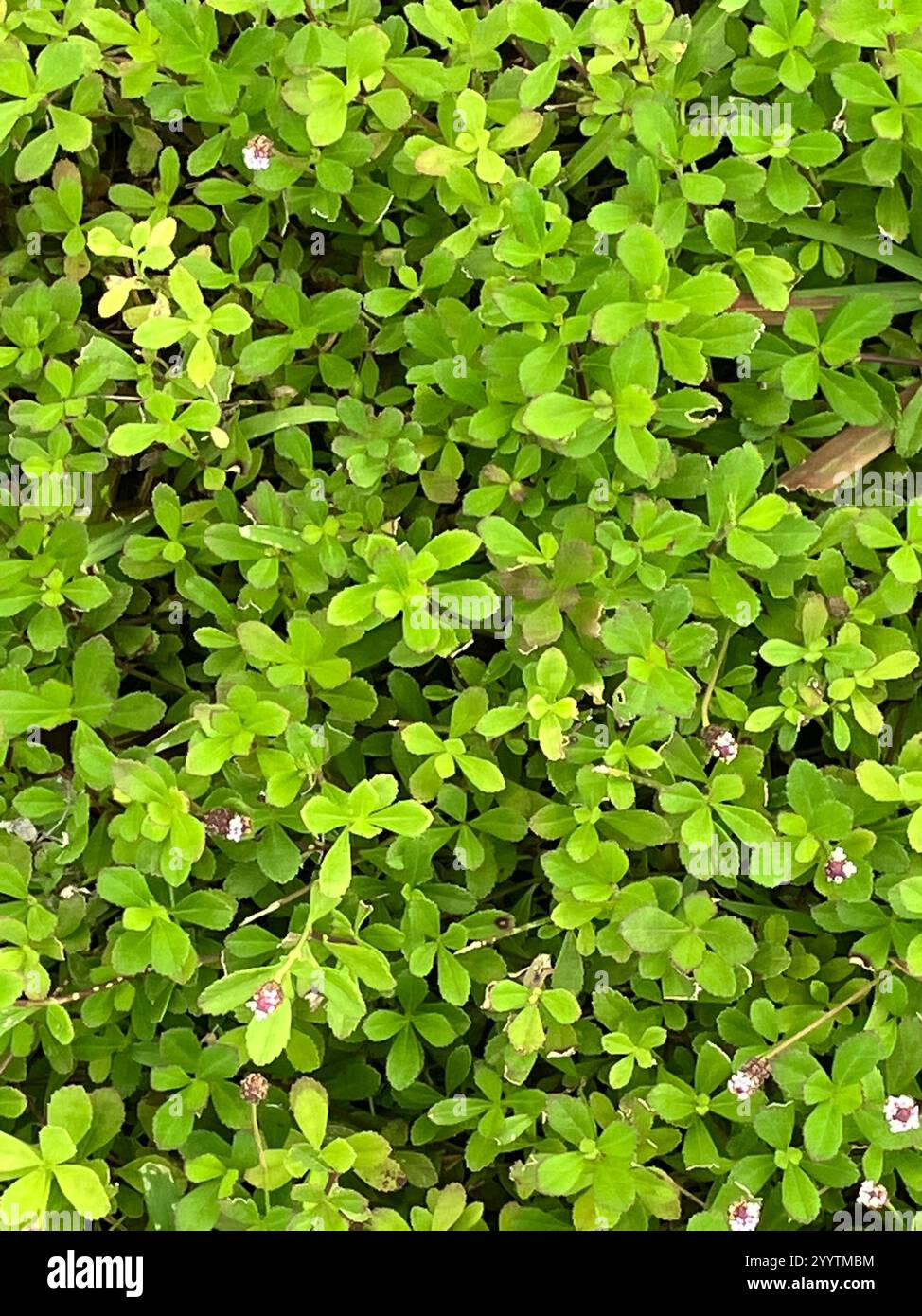 turkey tangle frogfruit (Phyla nodiflora Stock Photo - Alamy