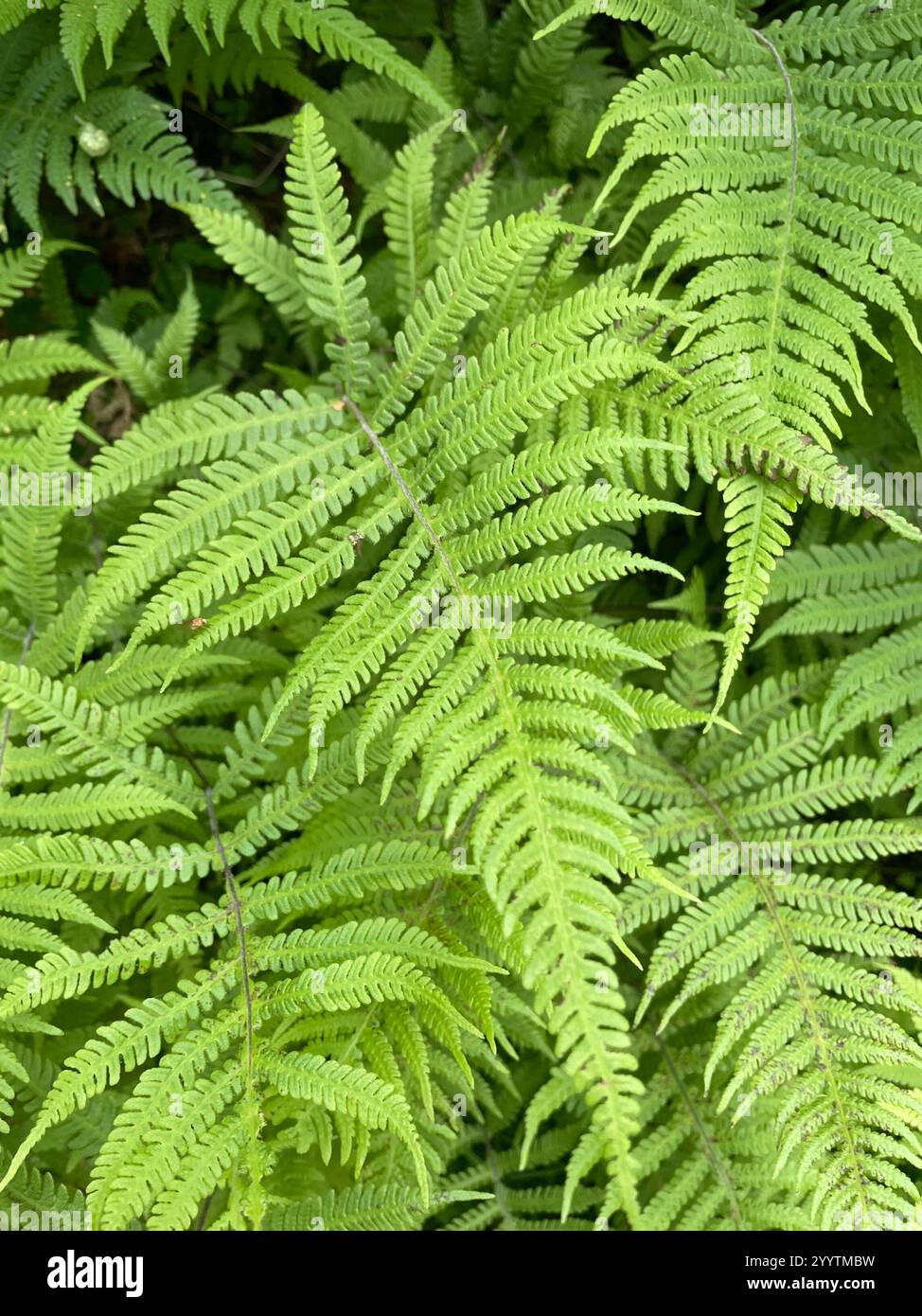 long beech fern (Phegopteris connectilis Stock Photo - Alamy