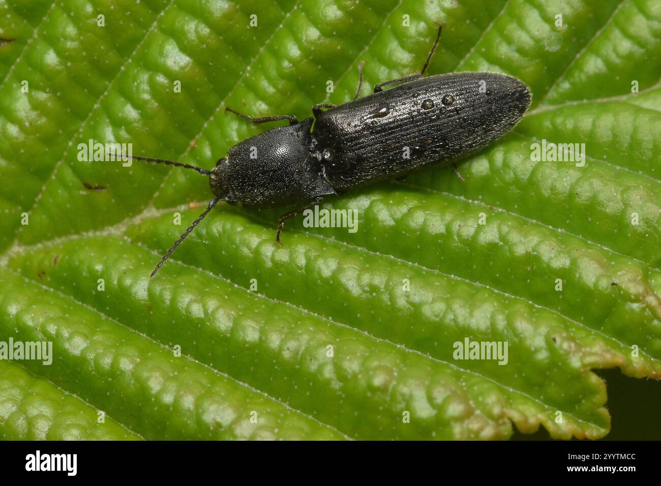Click Beetles (Elateridae Stock Photo - Alamy