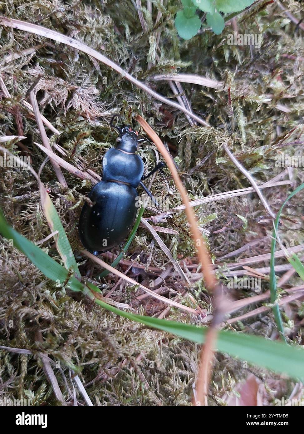 smooth ground beetle (Carabus glabratus Stock Photo - Alamy