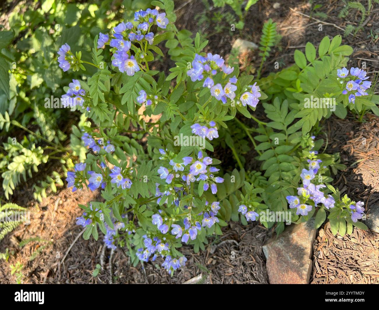 California Jacob's ladder (Polemonium californicum Stock Photo - Alamy