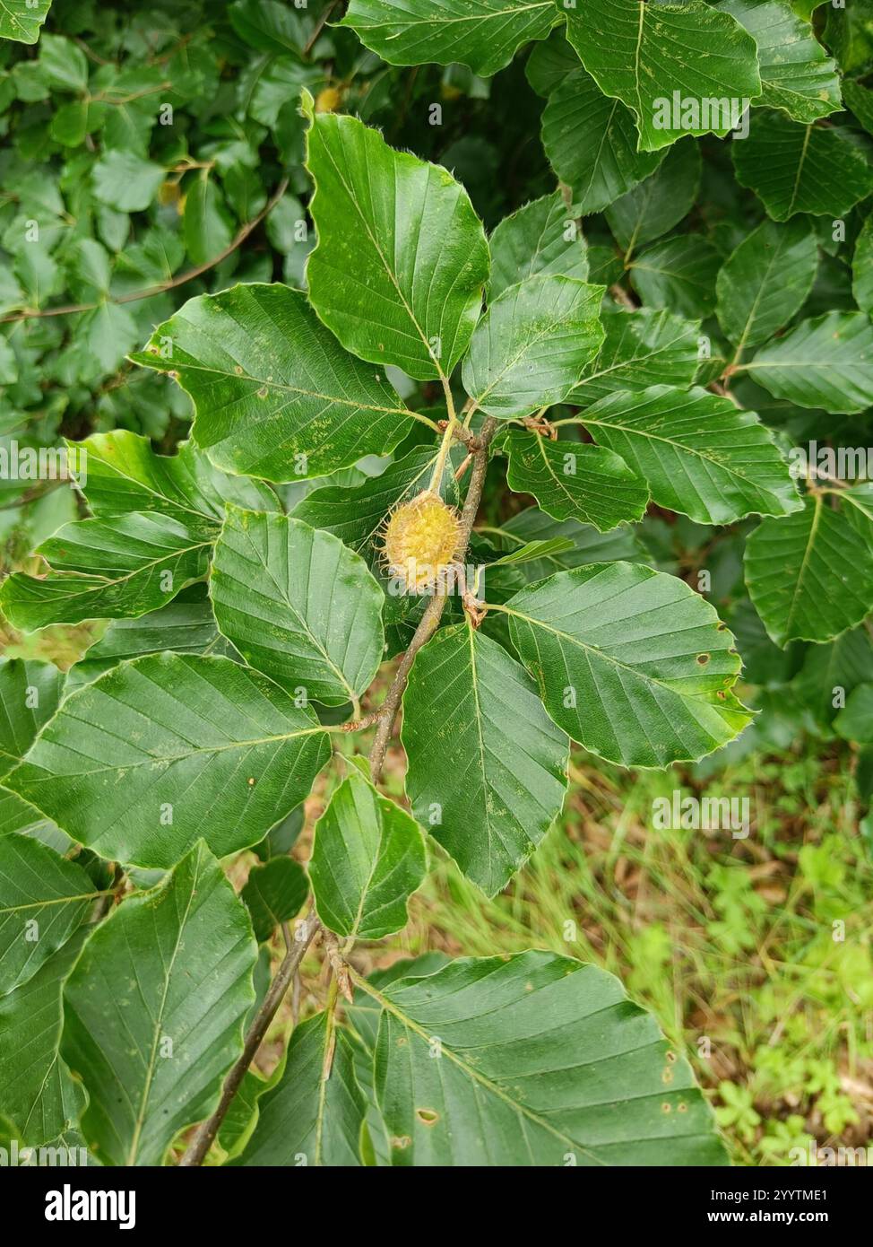 European beech (Fagus sylvatica Stock Photo - Alamy