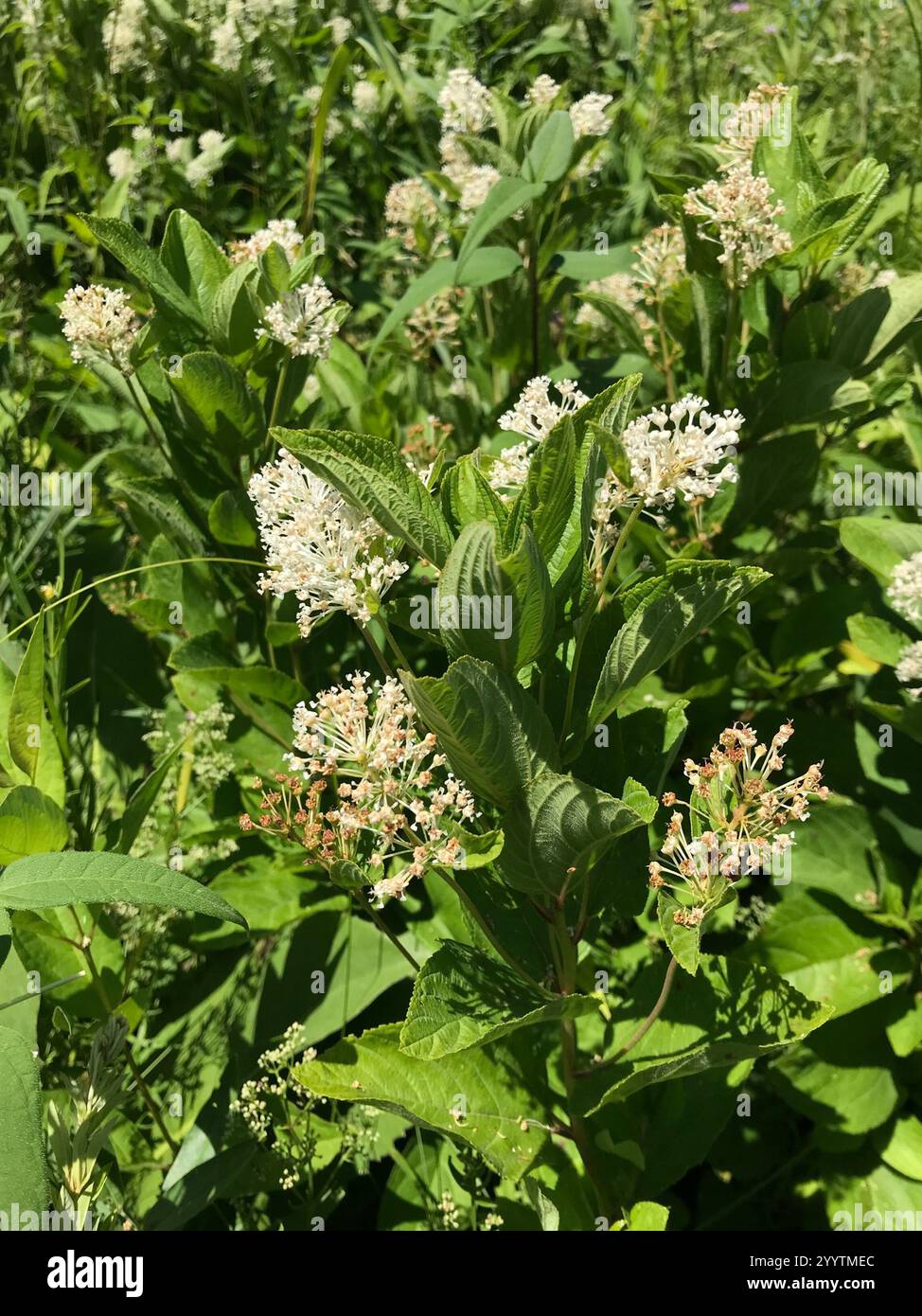 New Jersey tea (Ceanothus americanus Stock Photo - Alamy