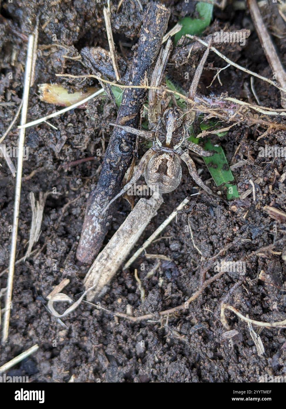 Variable Wolf Spider (Venator spenceri Stock Photo - Alamy