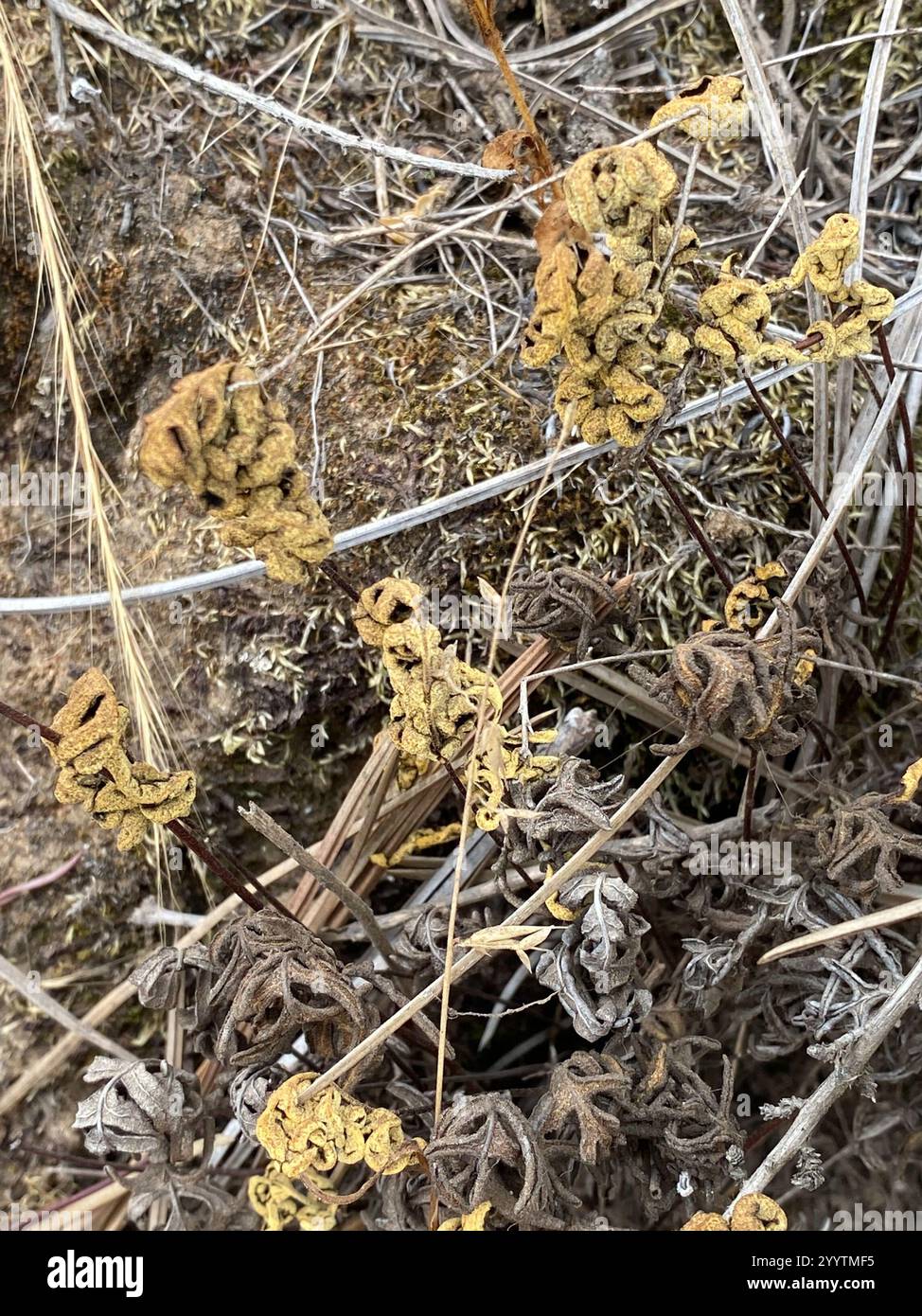 San Diego Silverback Fern (Pentagramma glanduloviscida Stock Photo - Alamy