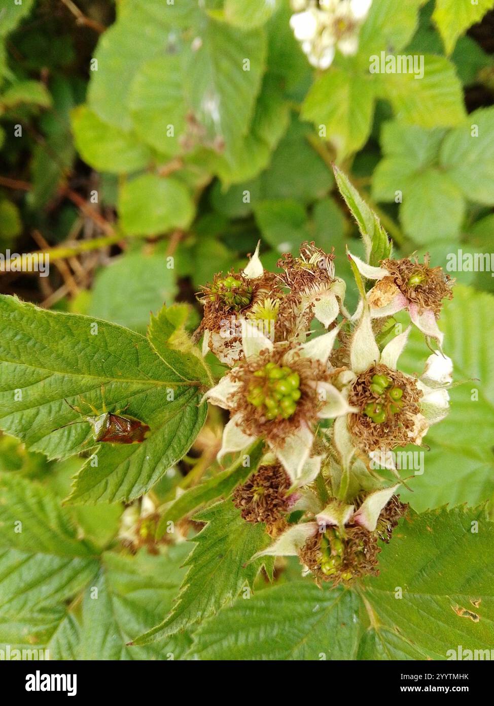 Birch Shield Bug (Elasmostethus interstinctus Stock Photo - Alamy