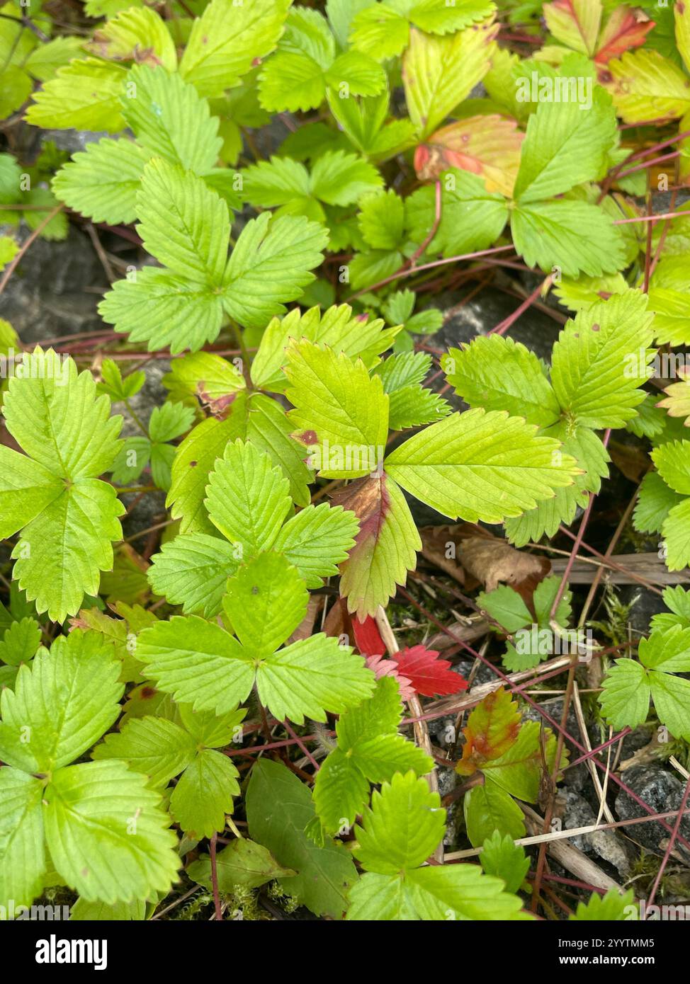 woodland strawberry (Fragaria vesca Stock Photo - Alamy