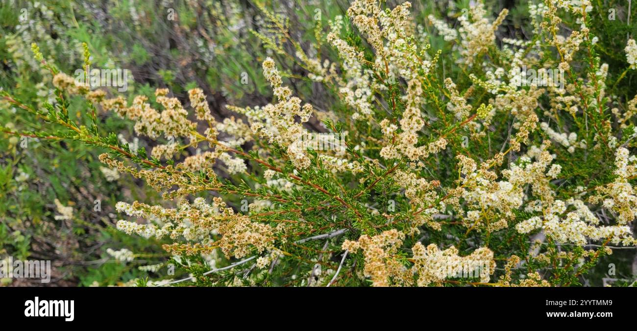 Adenostoma fasciculatum hi-res stock photography and images - Alamy
