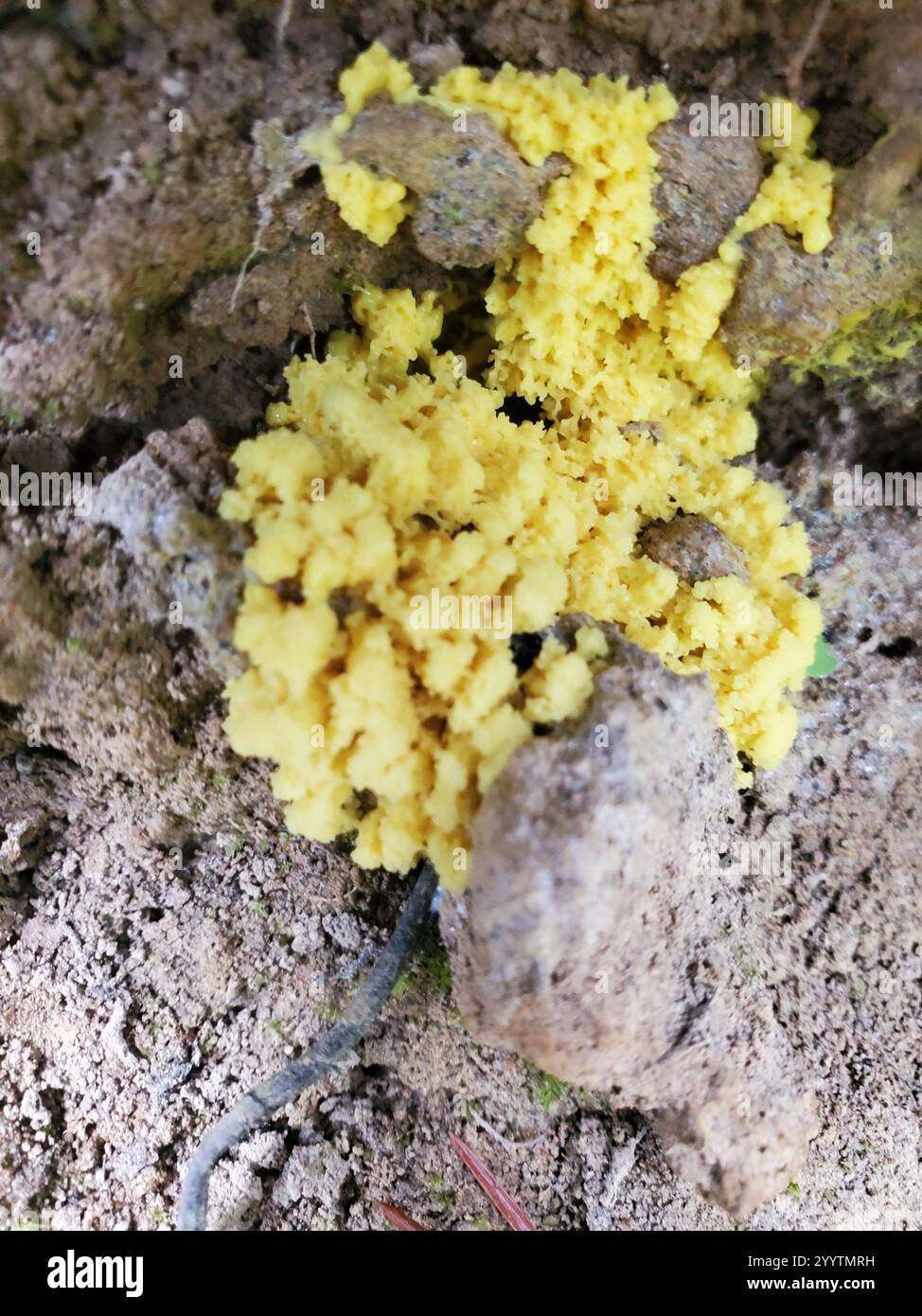 Dog Vomit Slime Mold (Fuligo septica Stock Photo - Alamy
