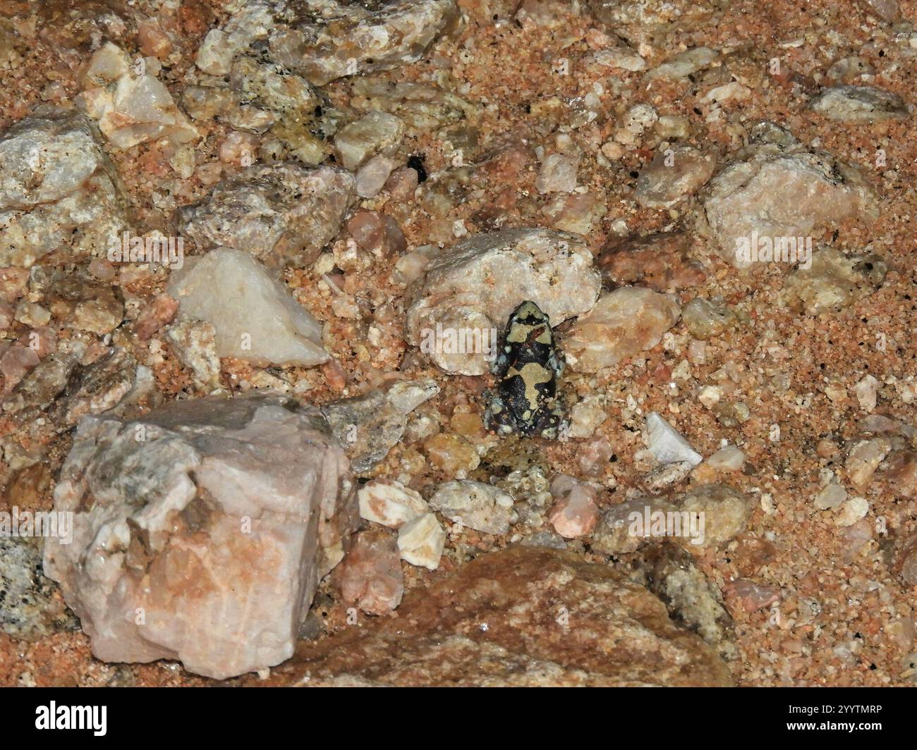 Marbled rubber frog (Phrynomantis annectens Stock Photo - Alamy