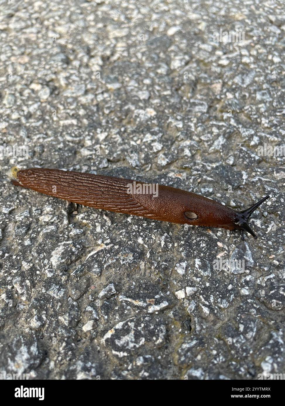 Spanish Slug (Arion vulgaris Stock Photo - Alamy