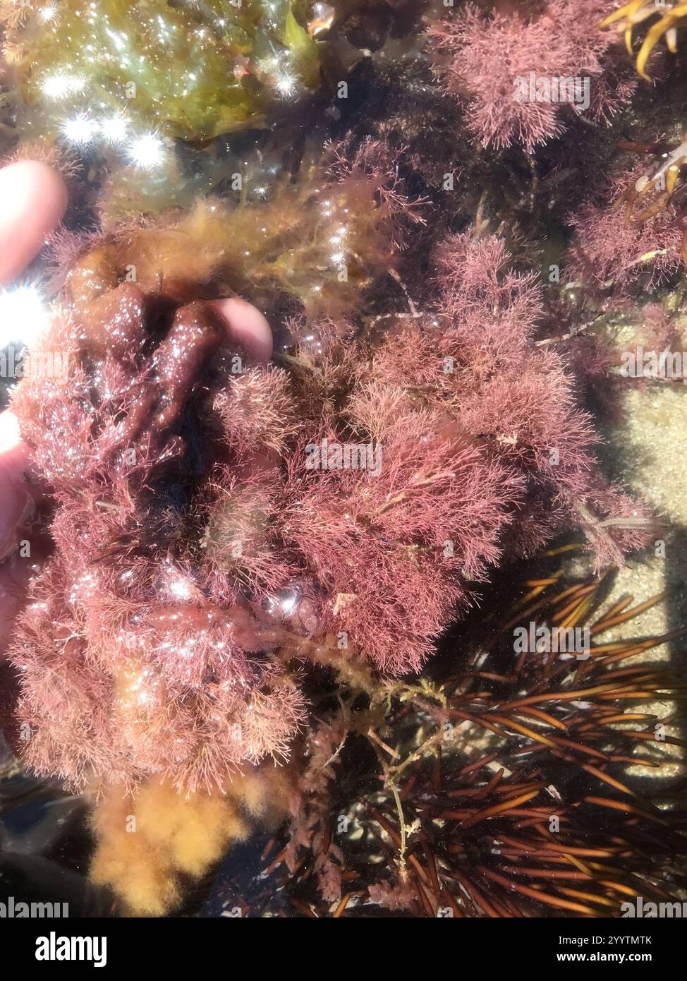 Red Jania (Jania rubens Stock Photo - Alamy