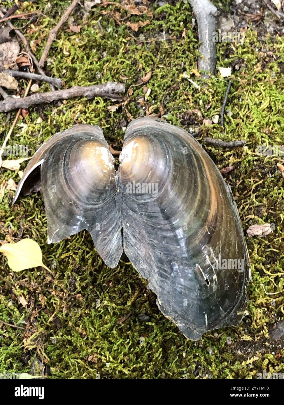 Eastern Floater (Pyganodon cataracta Stock Photo - Alamy