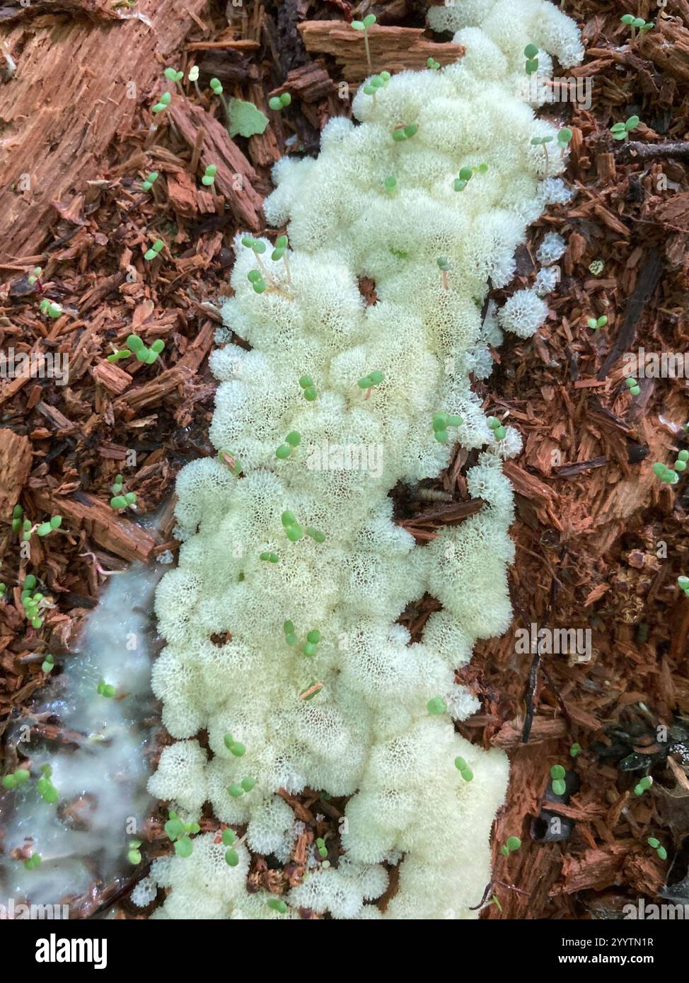 Honeycomb Coral Slime Mold (Ceratiomyxa porioides Stock Photo - Alamy