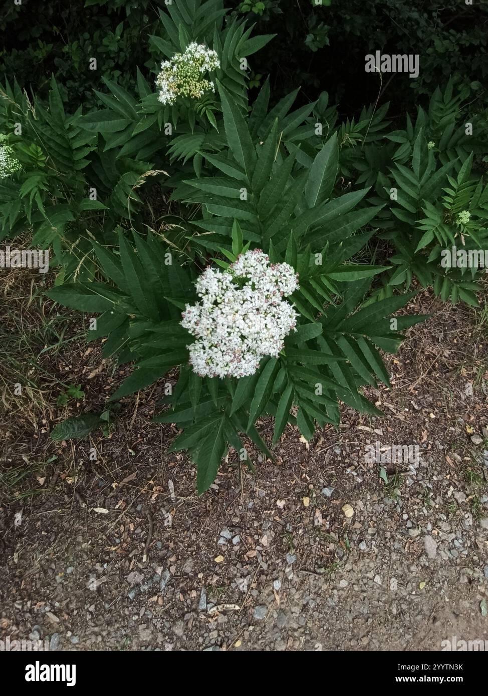 Dwarf Elder (Sambucus ebulus Stock Photo - Alamy