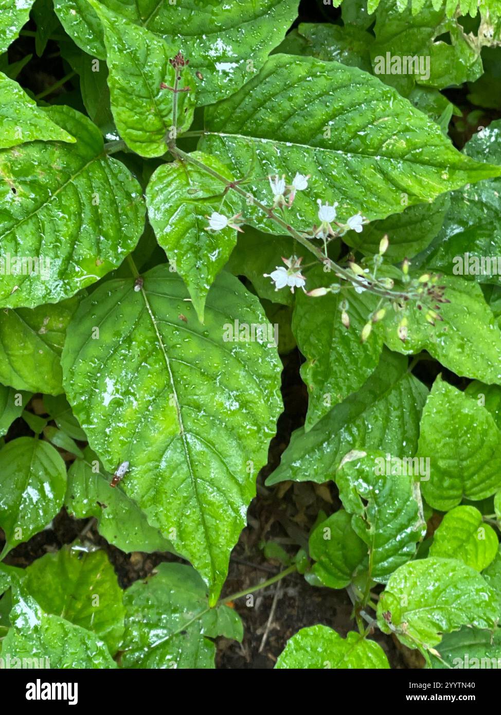 enchanter's-nightshade (Circaea lutetiana Stock Photo - Alamy