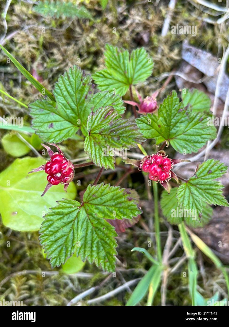 Arctic raspberry (Rubus arcticus Stock Photo - Alamy