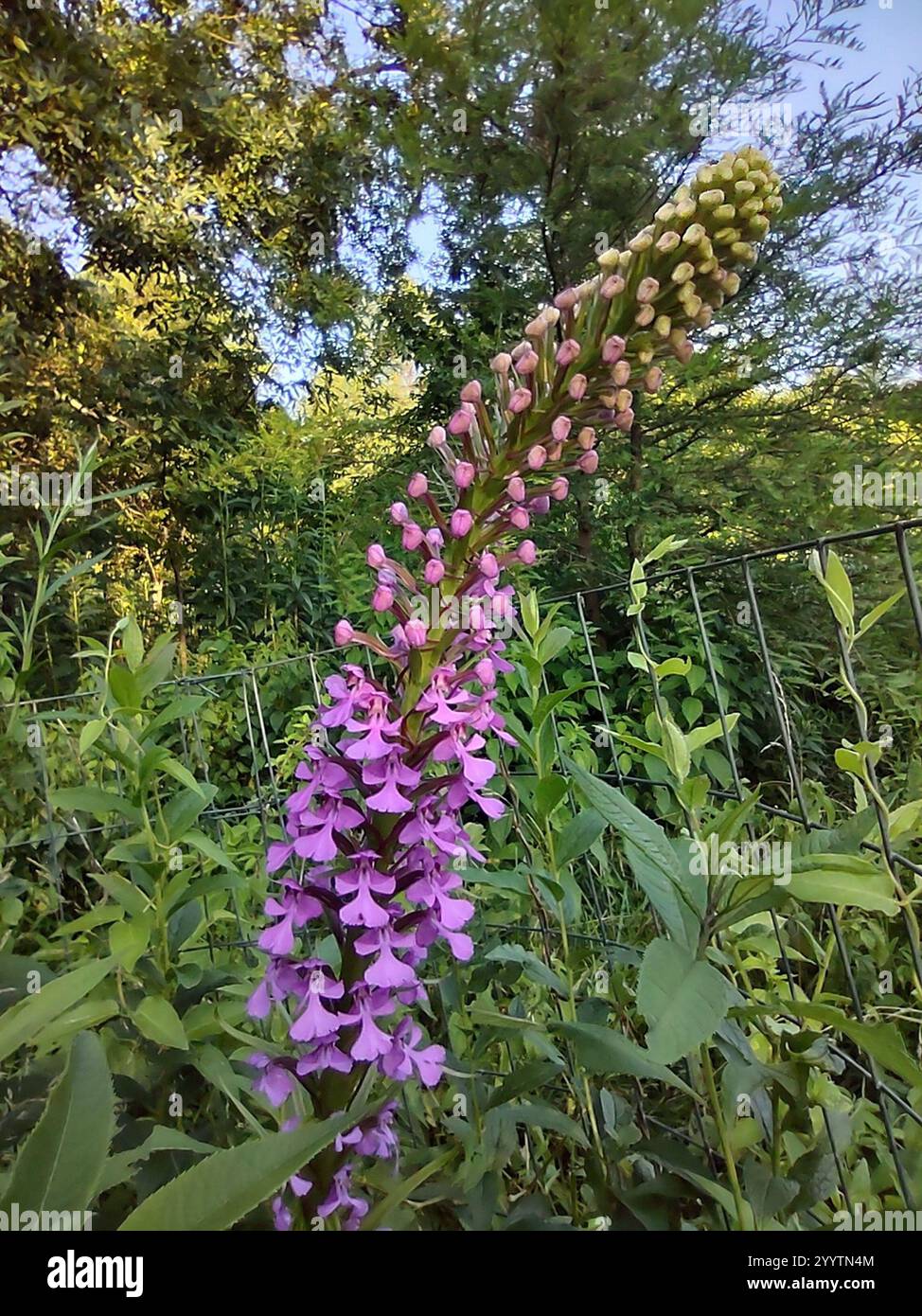 Purple Fringeless Orchid (Platanthera peramoena Stock Photo - Alamy