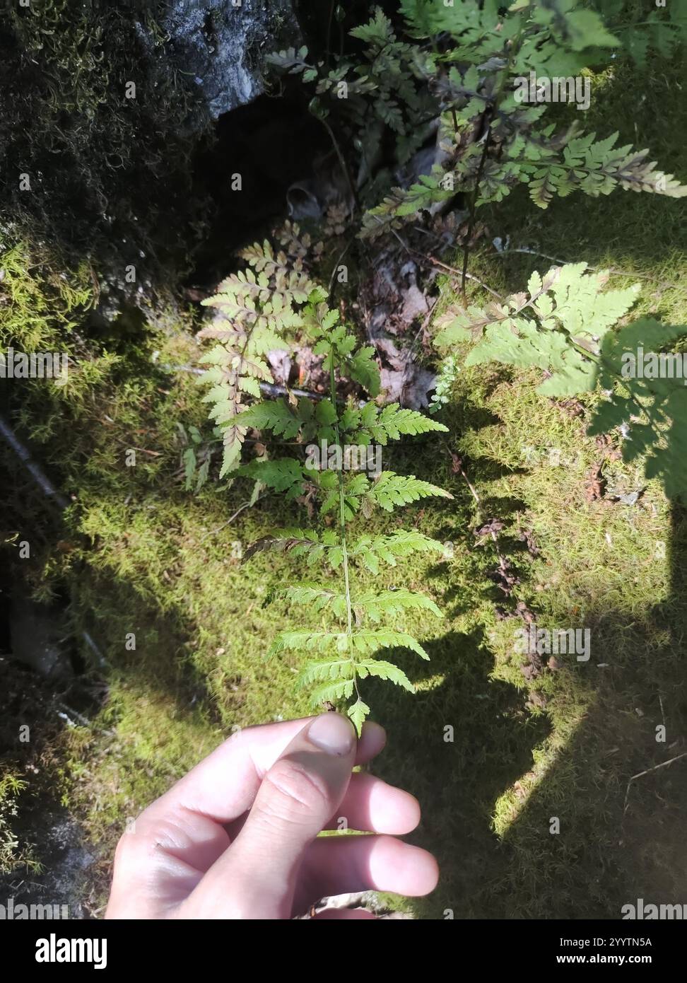 Mackay's Fragile Fern (Cystopteris tenuis Stock Photo - Alamy
