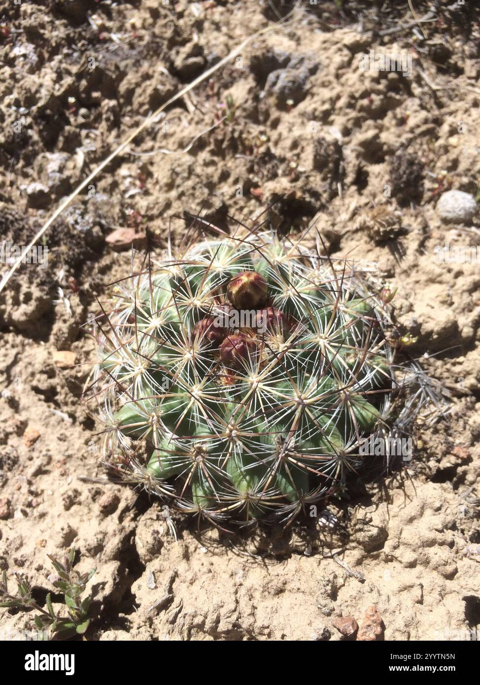 Mountain Ball Cactus (Pediocactus simpsonii Stock Photo - Alamy