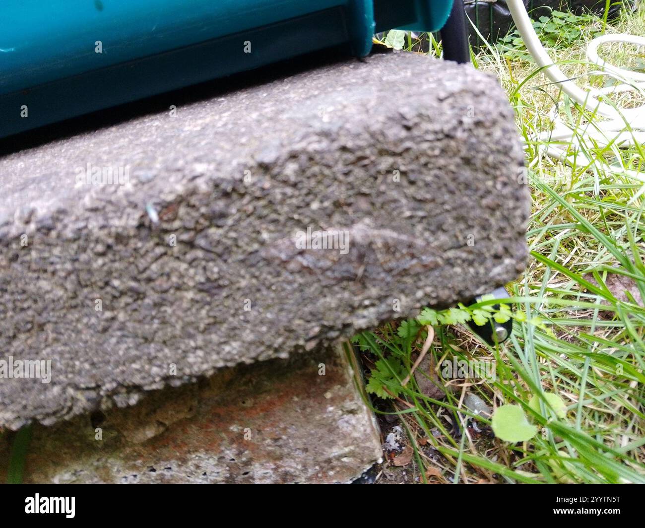Mottled Beauty (Alcis repandata Stock Photo - Alamy