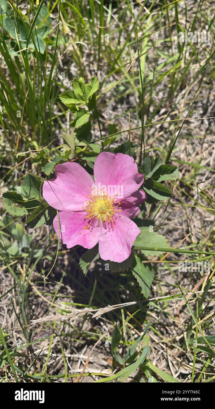 prairie rose (Rosa arkansana Stock Photo - Alamy