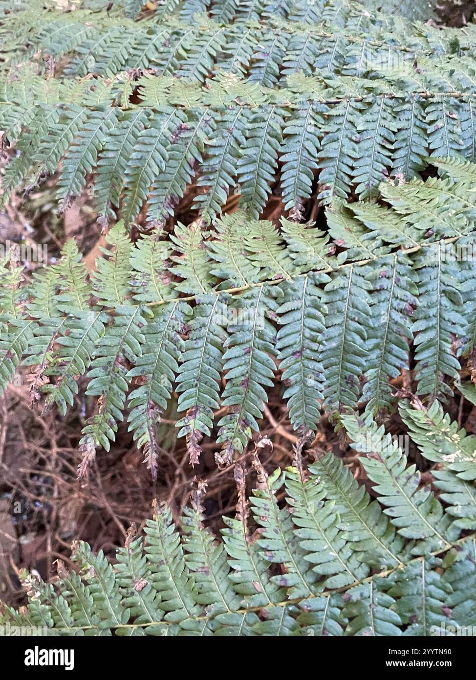 scaly tree ferns (Cyathea Stock Photo - Alamy