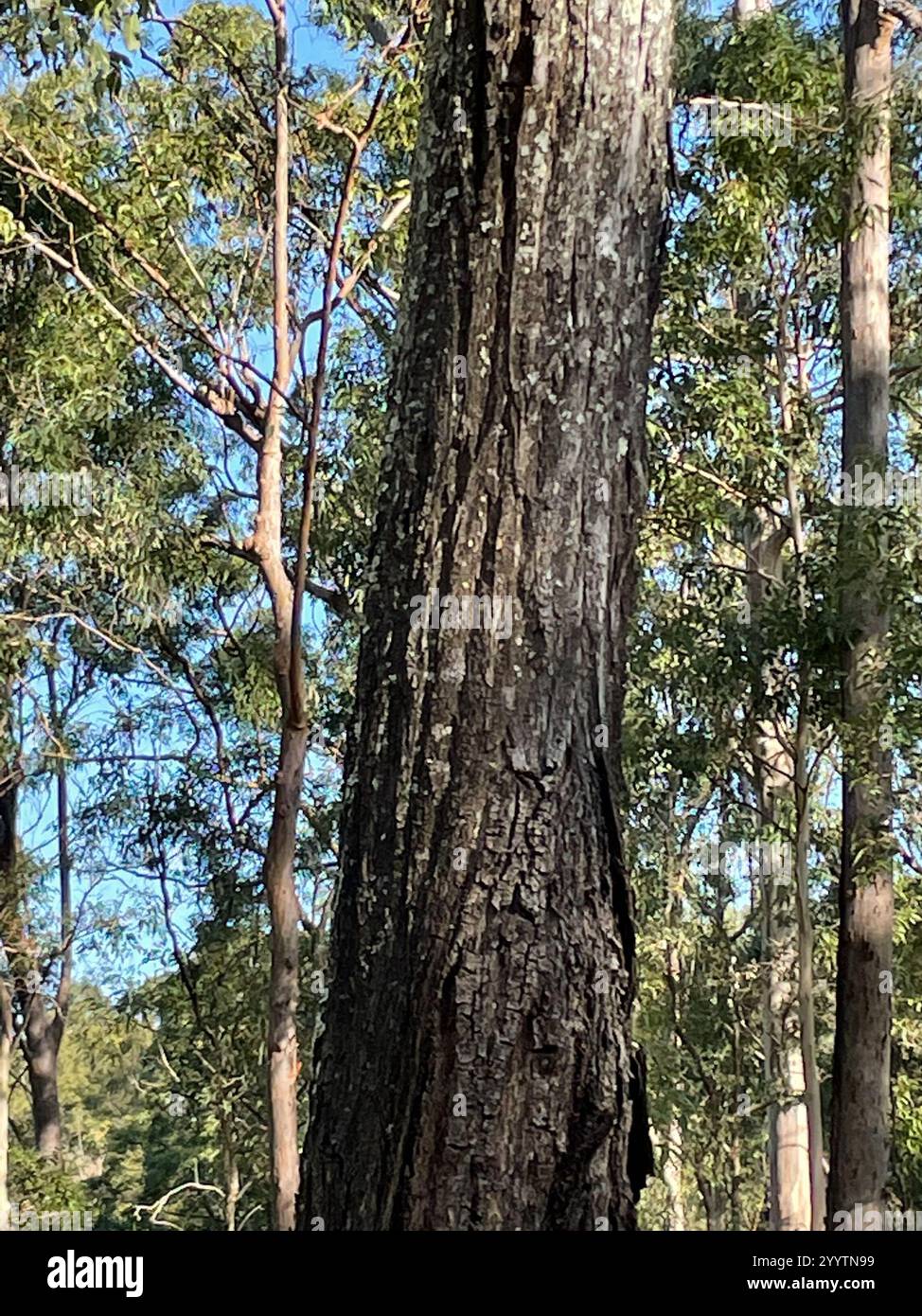 Eucalyptus siderophloia hi-res stock photography and images - Alamy