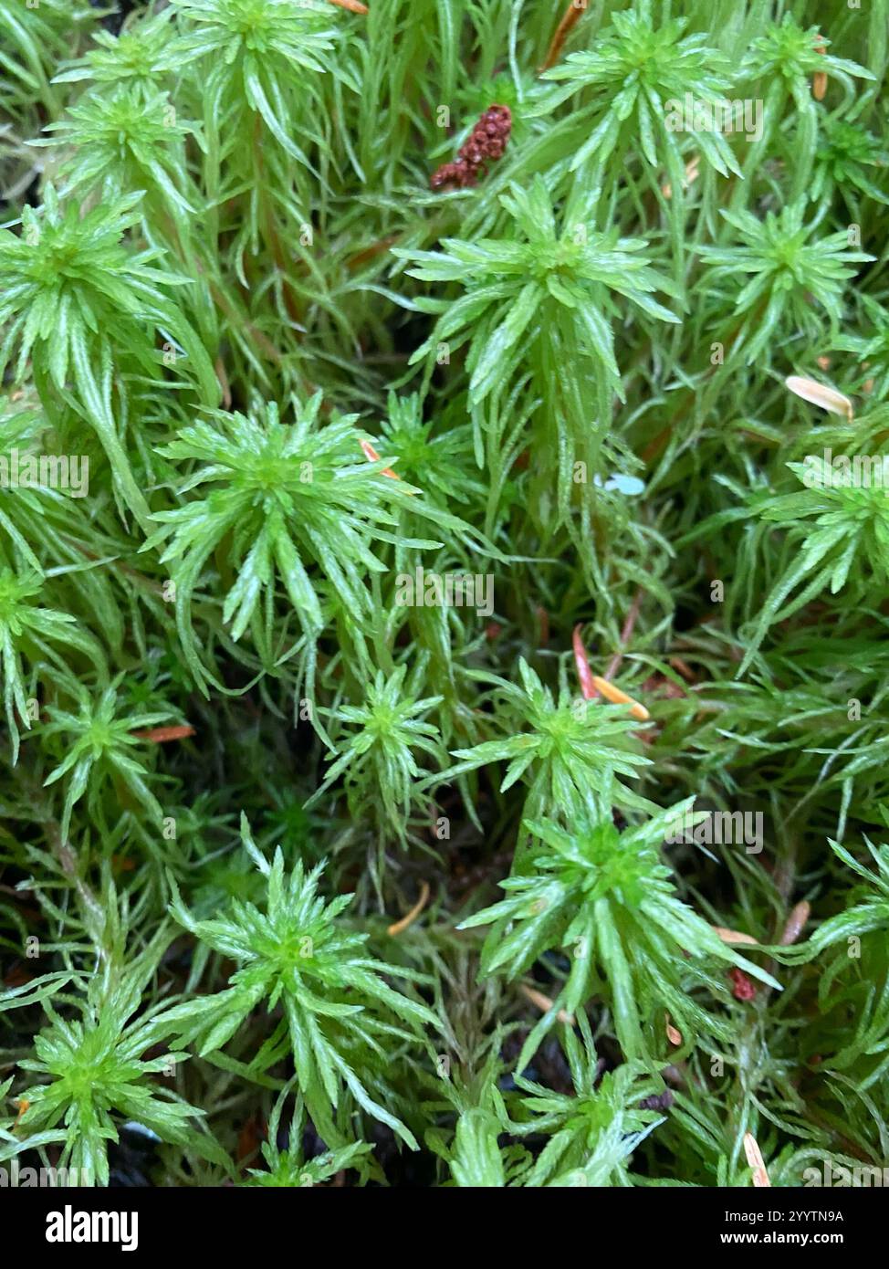 Sphagnum mosses (Sphagnum Stock Photo - Alamy