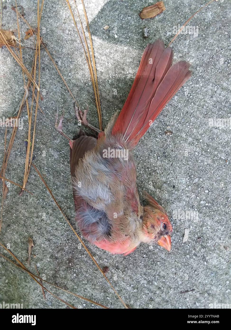 Northern Cardinal (Cardinalis cardinalis Stock Photo - Alamy