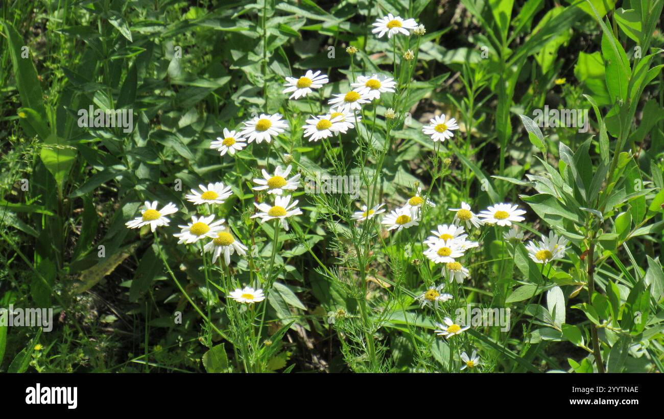 scentless mayweed (Tripleurospermum inodorum Stock Photo - Alamy