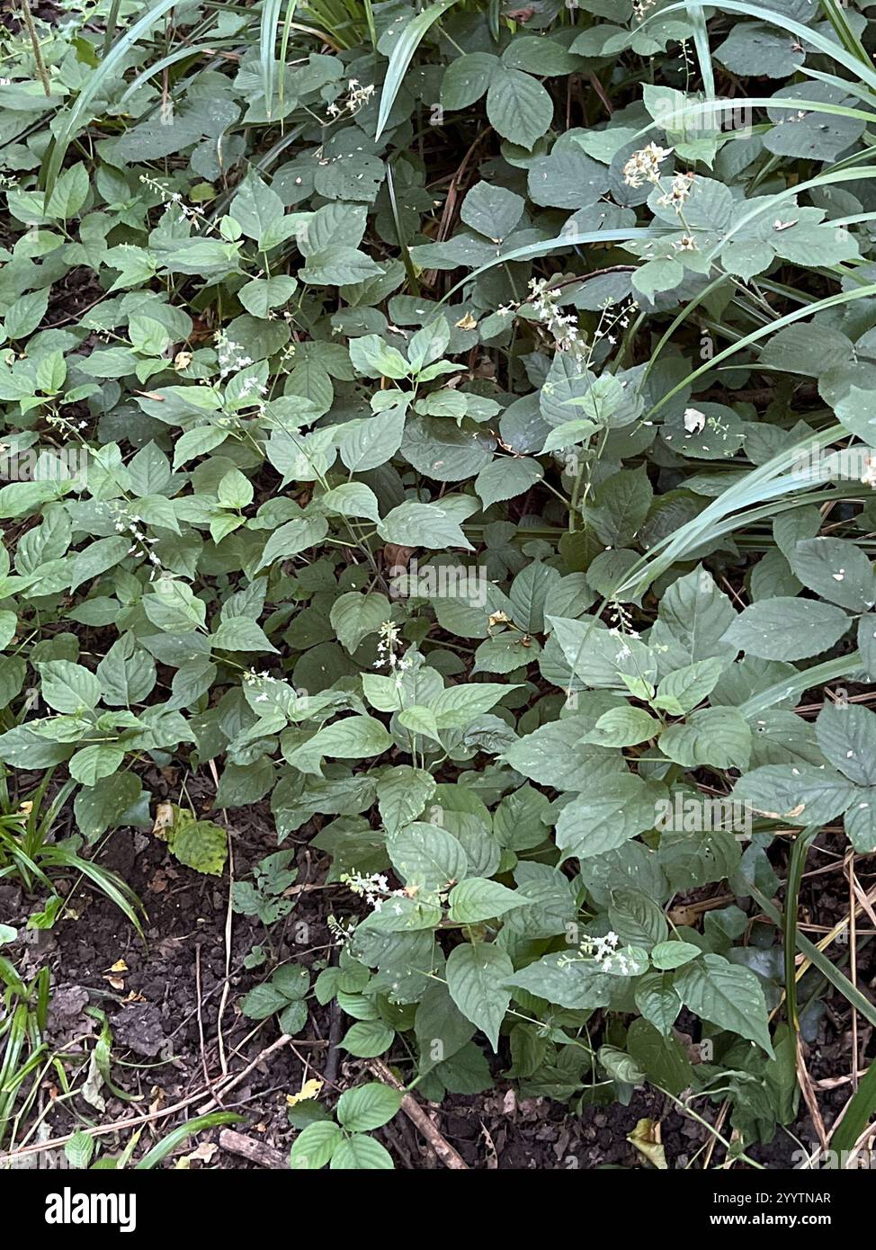 enchanter's-nightshade (Circaea lutetiana Stock Photo - Alamy