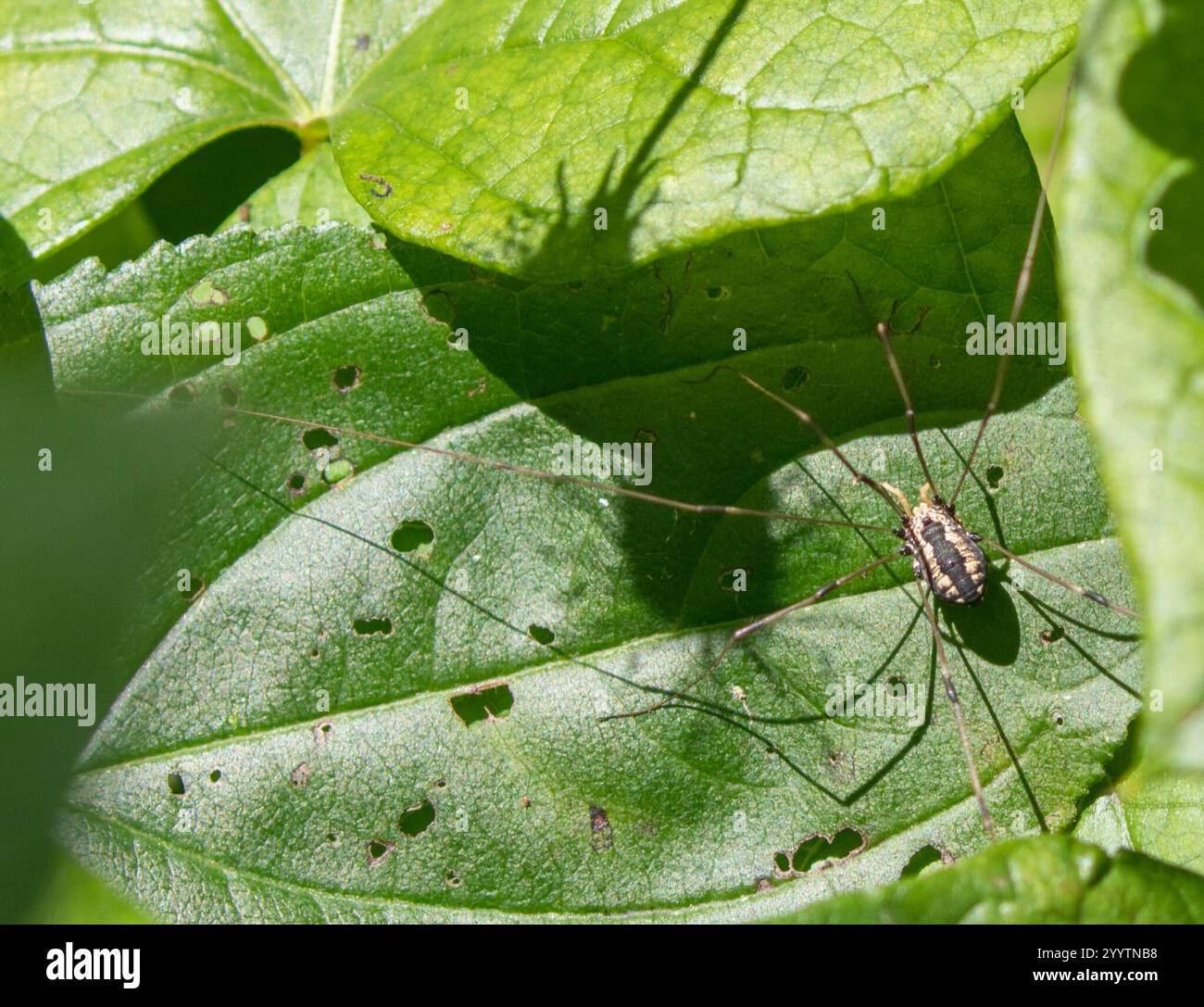 Eastern Harvestman (Leiobunum vittatum Stock Photo - Alamy