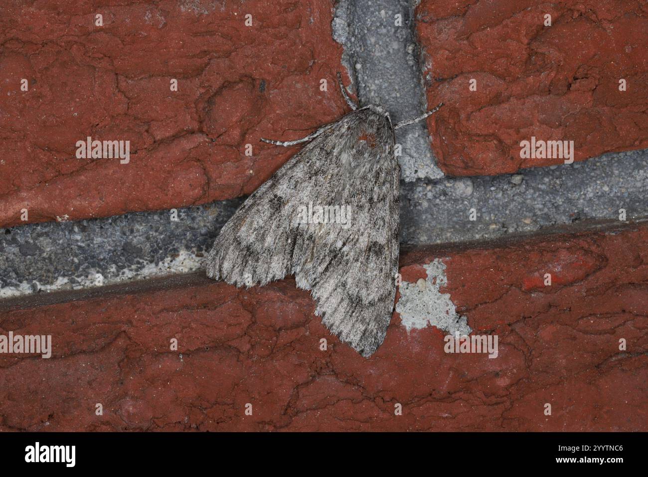 Dagger Moths (Acronicta Stock Photo - Alamy
