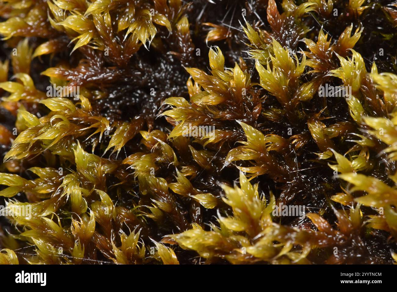 Woolly fringe moss hi-res stock photography and images - Alamy