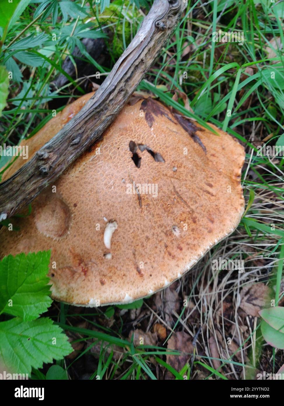 Velvet Bolete (Suillus variegatus Stock Photo - Alamy