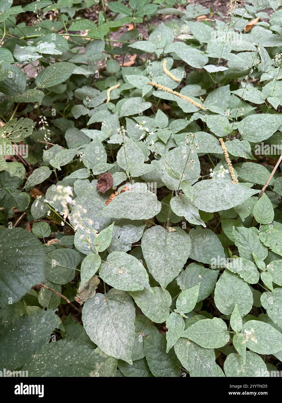 enchanter's-nightshade (Circaea lutetiana Stock Photo - Alamy