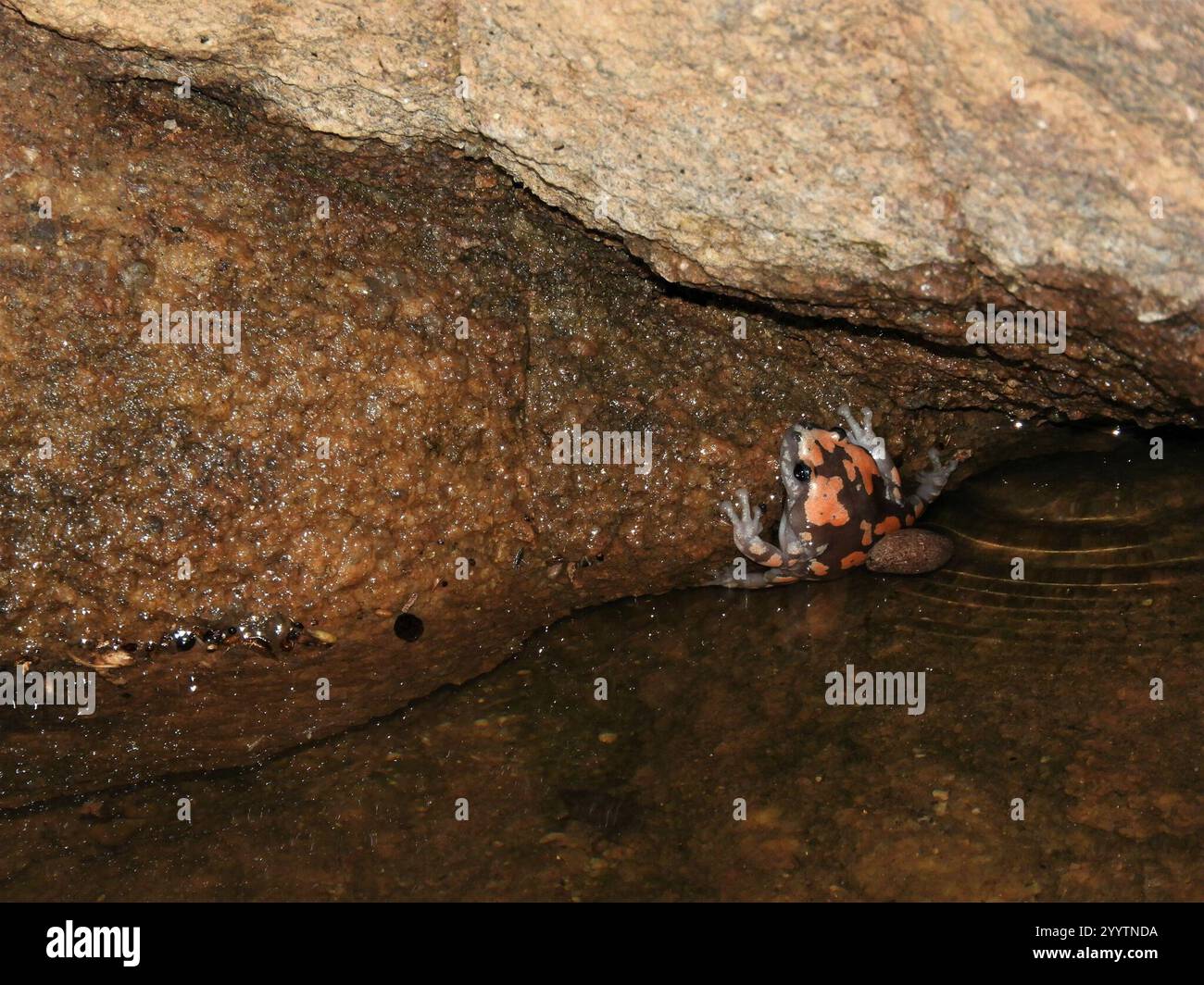 Marbled rubber frog (Phrynomantis annectens Stock Photo - Alamy