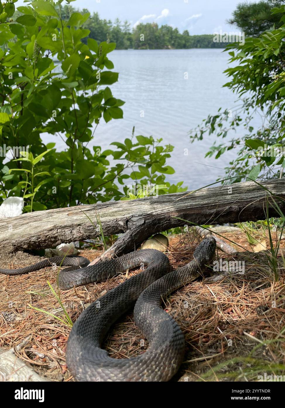 Northern Watersnake (Nerodia sipedon sipedon Stock Photo - Alamy
