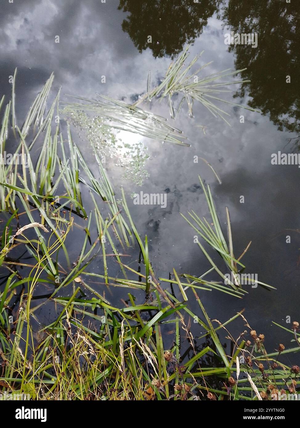 Pond water-starwort (Callitriche stagnalis Stock Photo - Alamy