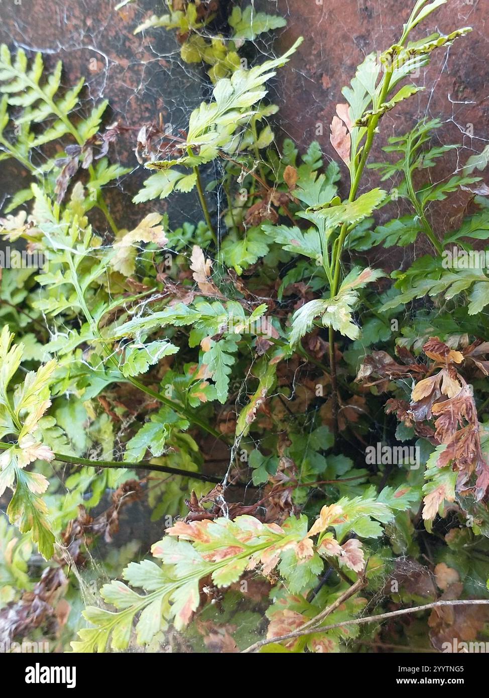 black spleenwort (Asplenium adiantum-nigrum Stock Photo - Alamy