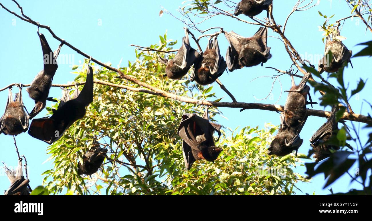 Black Flying-fox (Pteropus alecto Stock Photo - Alamy