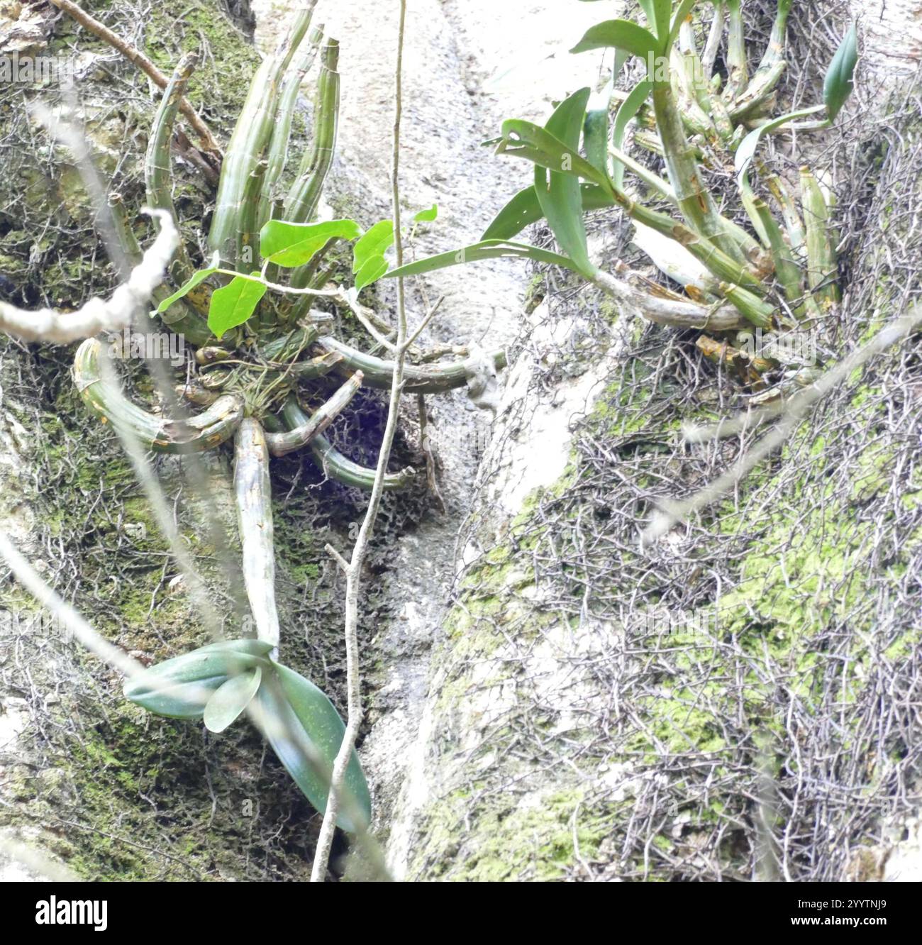 rock orchid (Dendrobium speciosum Stock Photo - Alamy