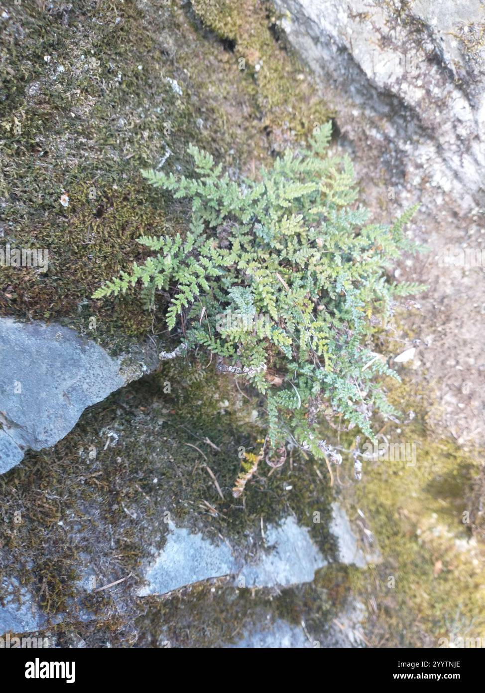 Lace lip fern hi-res stock photography and images - Alamy