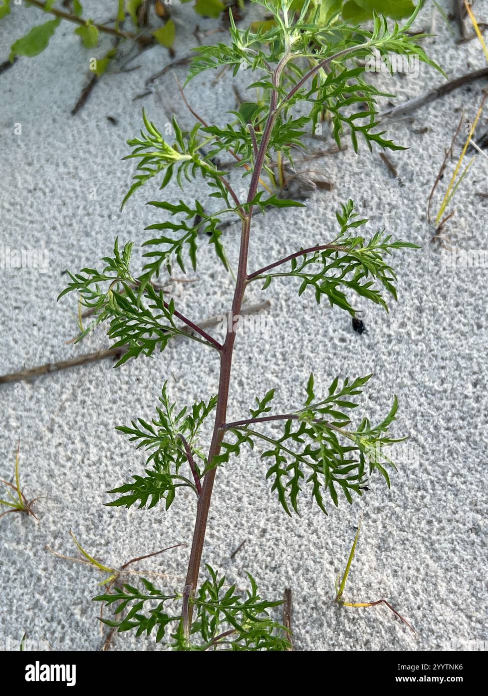 common ragweed (Ambrosia artemisiifolia Stock Photo - Alamy