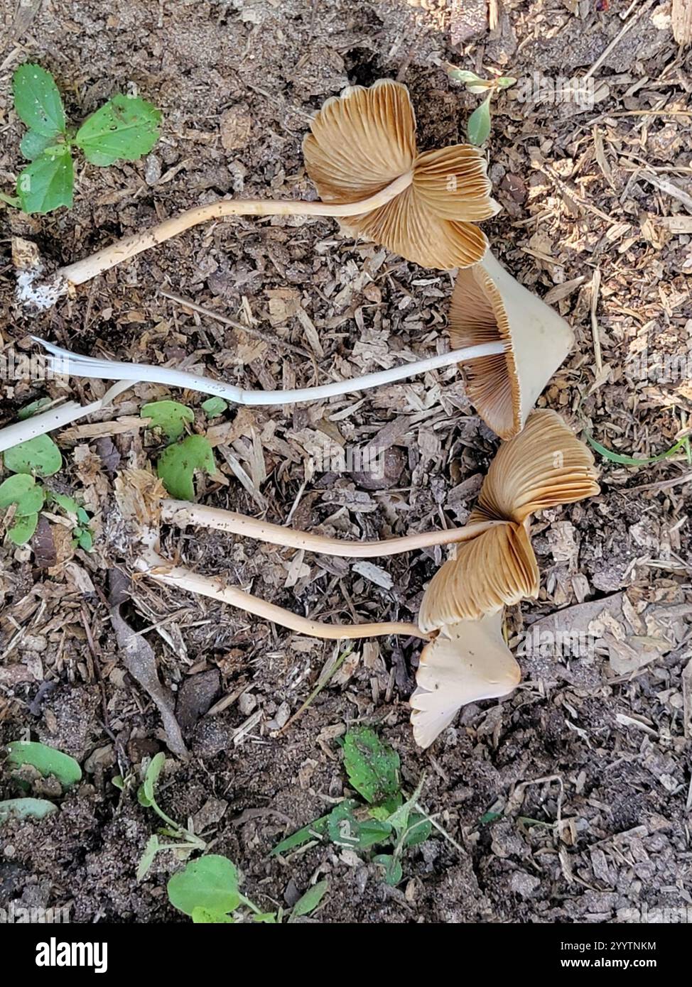 milky conecap (Conocybe apala Stock Photo - Alamy