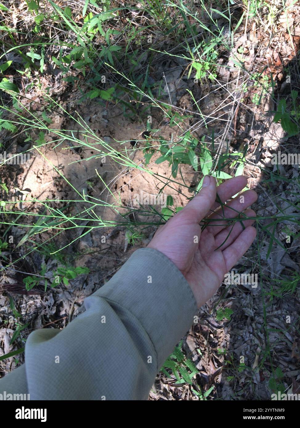 Boltonia diffusa hi-res stock photography and images - Alamy