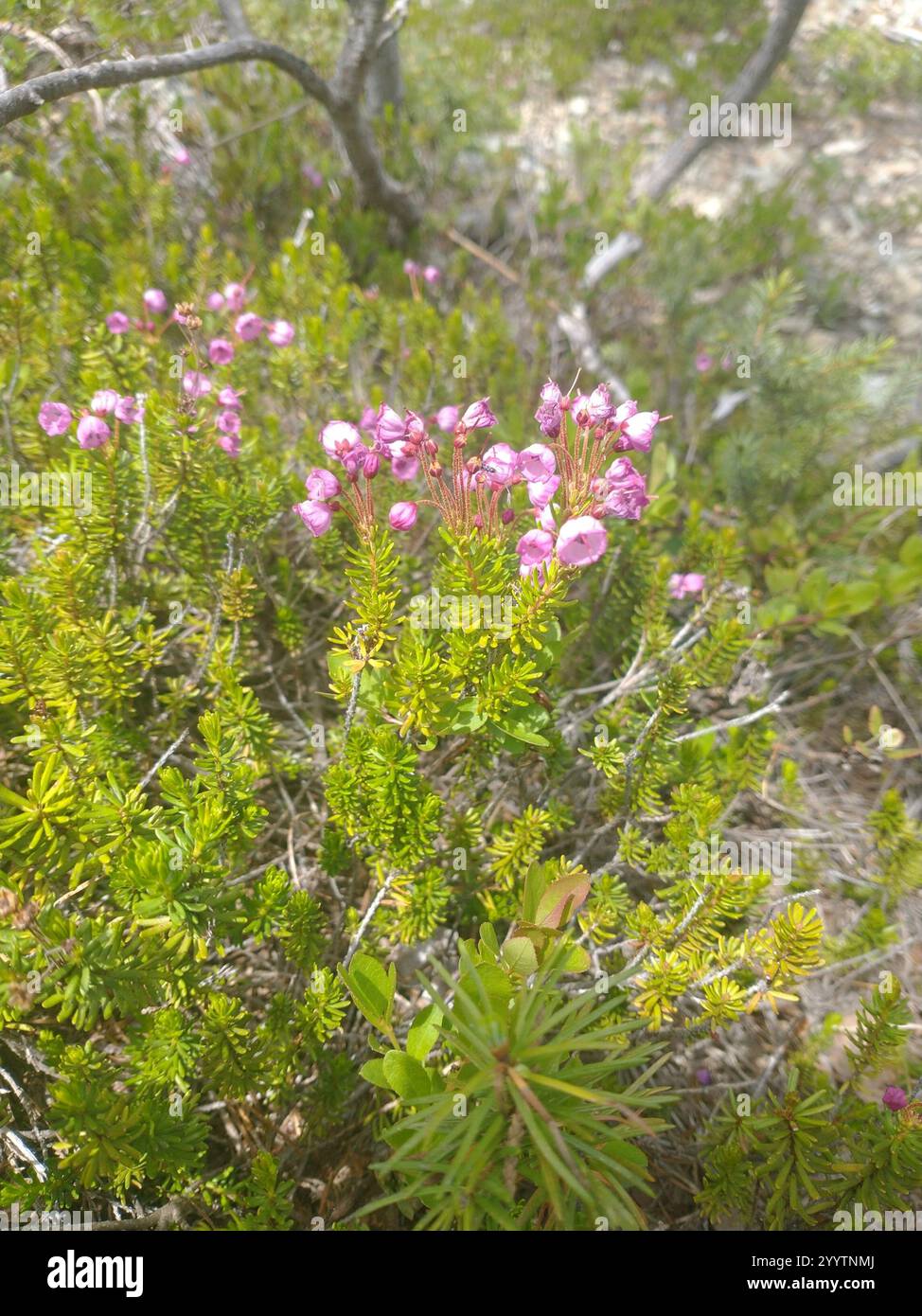 pink mountainheath (Phyllodoce empetriformis Stock Photo - Alamy
