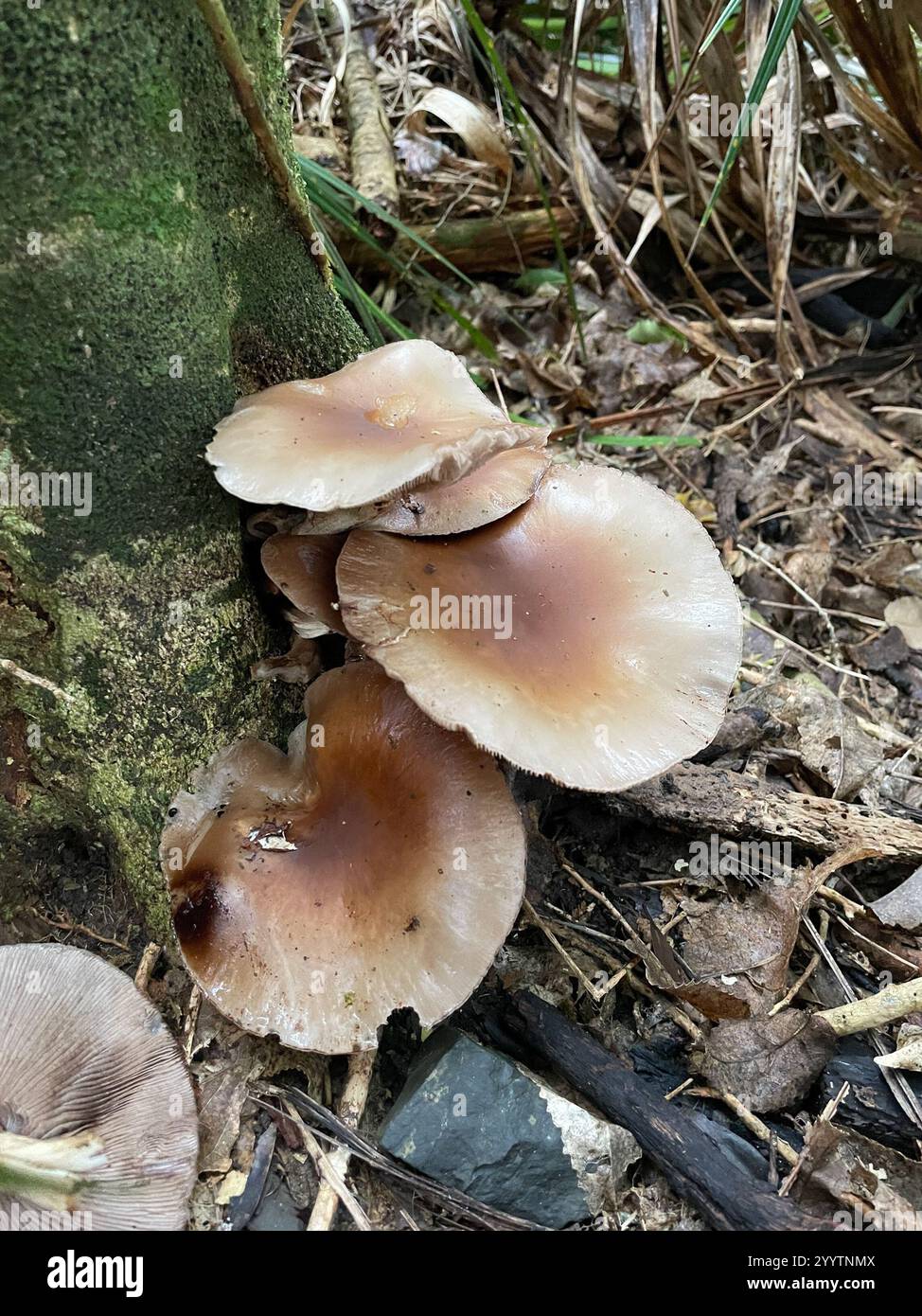 Cyclocybe parasitica hi-res stock photography and images - Alamy